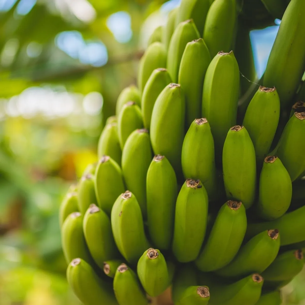 Sustainability in the banana sector - the Rainforest Alliance banana ...